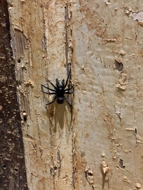Id Roanoke Va I Found This Spider Outside Of My Basement Door A