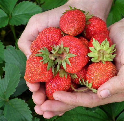 Erdbeere Sonata Fragaria Sonata Günstig Kaufen