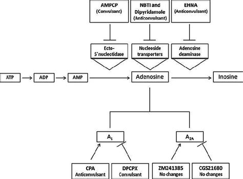 schematic representation of modulation of adenosine signaling in