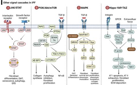 The Roles Of The JAK STAT Pathway PI3K Akt MTOR Pathway MAPK Pathway