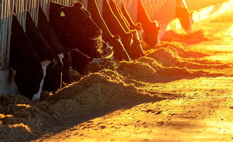 Effect Of Direct Fed Microbial On Enterococci Antibiotic Resistance 2018 01 19 National