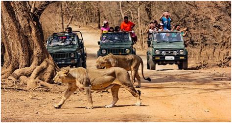 Best Resorts In Sasan Girresort Booking Near Gir National Park