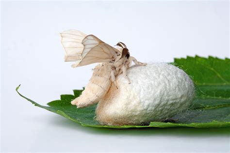 Silkworm Silkworm Pupae Qjmpt