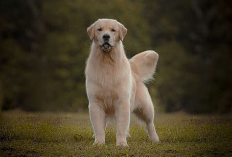 Vantagens De Ter Um Golden Retriever Em Casa Golden Of The Sun