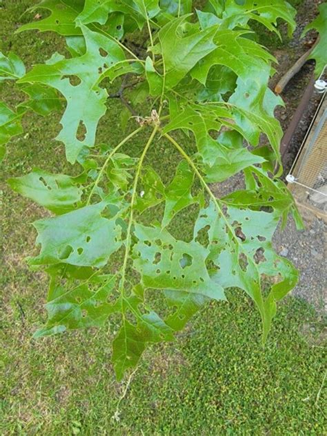 Dealing With Spongy Moth Gypsy Moth Caterpillar Infestations