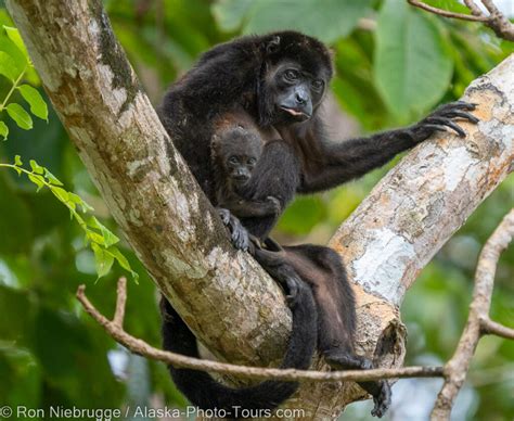 Howler Monkey Photo Blog Niebrugge Images