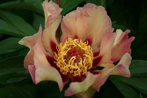 Court Jester Itoh Peony Paeonia X Intersectional Court Jester