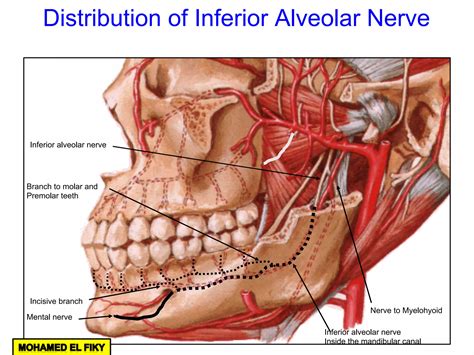 Temporal And Infratemporal Region Part 2 Ppt