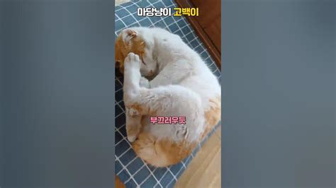 고양이 키우는 이유 길고양이돌보기 길냥이키우기 찍지마라 Youtube