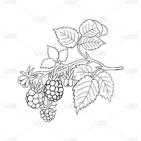 单色的树莓。素材 花瓣网