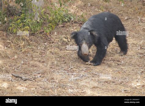 Sri Lankan Sloth Bear In Thw Wild Visit Sri Lanka Stock Photo Alamy