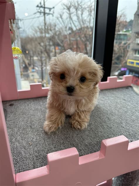 말티푸 곰이 강아지책임분양 컴투펫케어센터
