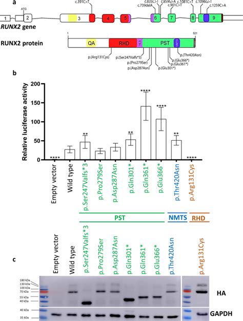Runx2 C 端突变的功能后果scientific Reports X Mol