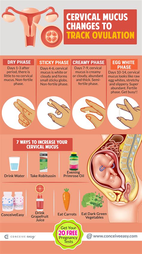How To Track Ovulation With Cervical Mucus Changes Infographic Conceive Easy