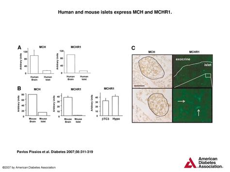 Human And Mouse Islets Express Mch And Mchr1 Ppt Download