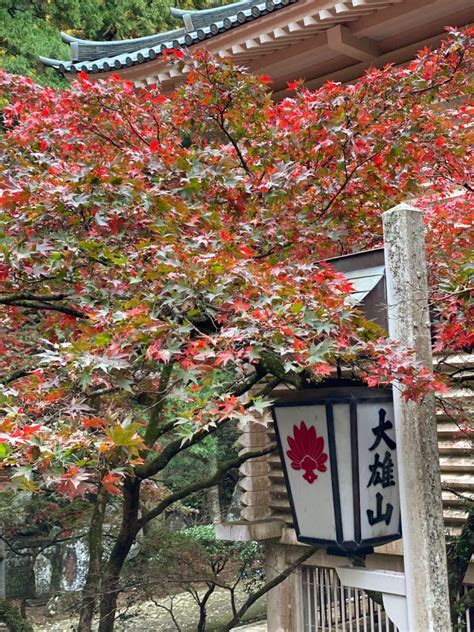 2022年11月14日紅葉情報 大雄山最乗寺 道了尊 曹洞宗 大雄山最乗寺