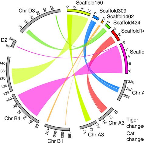 Pdf The Tiger Genome And Comparative Analysis With Lion And Snow