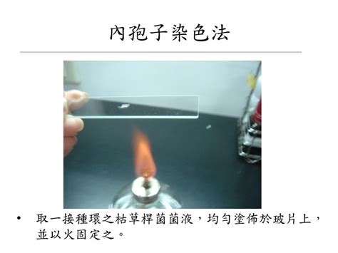 輔仁大學生命科學系 微生物學實驗 細菌的染色方法 ppt download