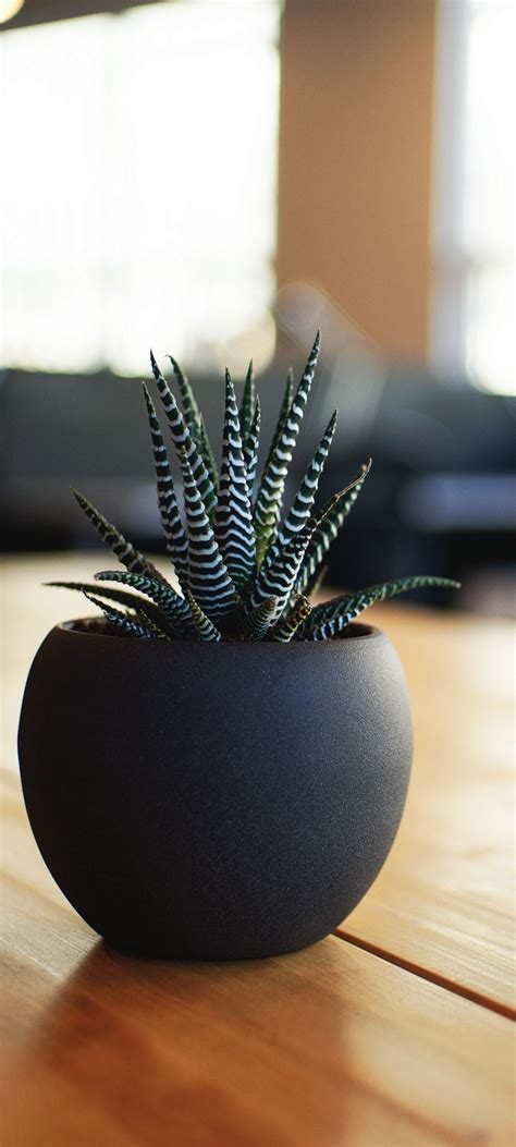 Houseplant Pot Table [1080x2400]