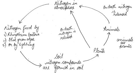 Draw A Schematic Diagram Of Nitrogen Cycle And Explain It Class 8