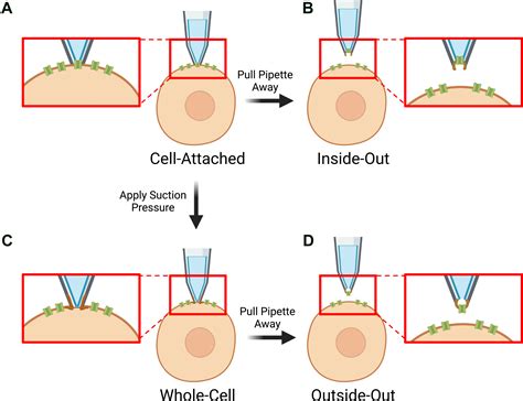 The Evolution Of Patch Clamp Electrophysiology Robotic Multiplex And Dynamic Molecular