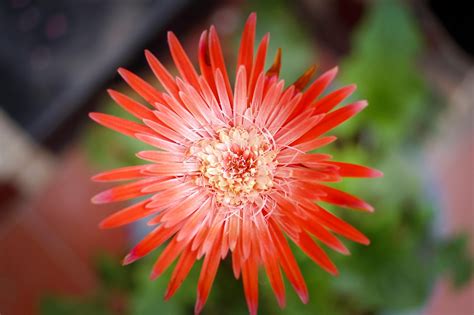 꽃 핑크 Red Pixabay의 무료 사진 Pixabay