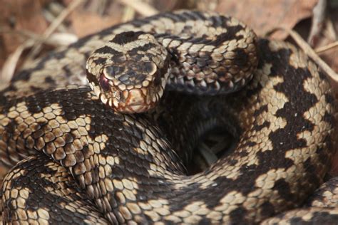 Vliegbeeld Twentse Adders