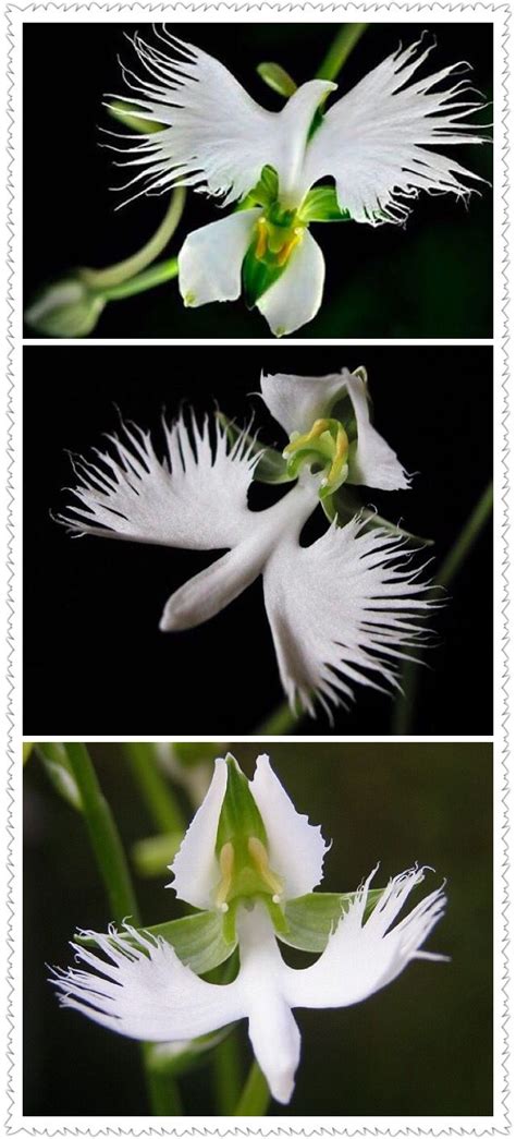 Habenaria Radiate White Egret Orchid Pecteilis Radiata