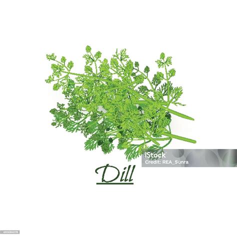 신선한 맛 있는 딜 현실적인 스타일 흰색 배경에 고립의 신선한 잔 가지 건강한 식생활에 대한 스톡 벡터 아트 및 기타 이미지