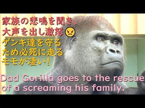 モモタロウ家族の悲鳴を聞き大声を出し激怒キンタロウ達を守るため本気で走るボスニシゴリラ京都市動物園 2022 8 19公開 YouTube