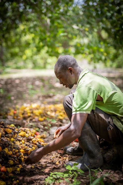Black Men Working In Farm Photos Download The Best Free Black Men