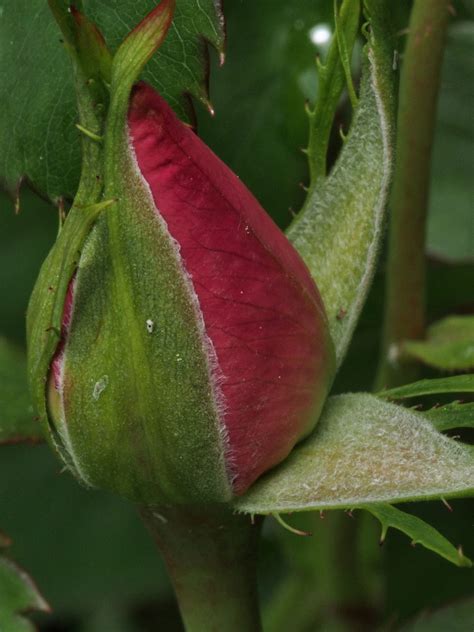 Rosebud