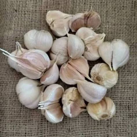 Jual Bawang Putih Cutting Kating Murah Kg Shopee Indonesia