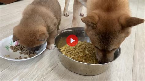 엄마 밥이 더 맛나보였던 아기 시바견 Mp4 유머 움짤 이슈 에펨코리아