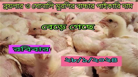 আজকের মুরগির বাচ্চার পাইকারি বাজার দর ব্রয়লার ও সোনালি মুরগির