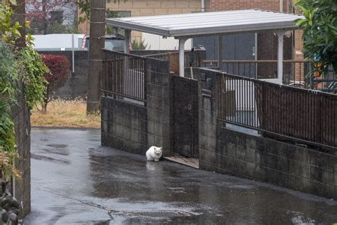 やっぱり雨が好き 一日一猫