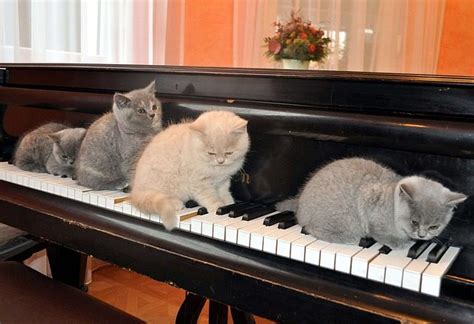 Musik für Katzen worauf muss man achten Katzen Veranstaltungen