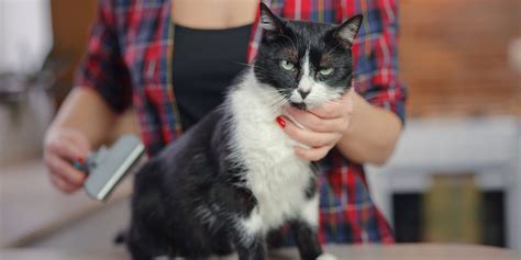 Cat Grooming At Home The Pet Institute