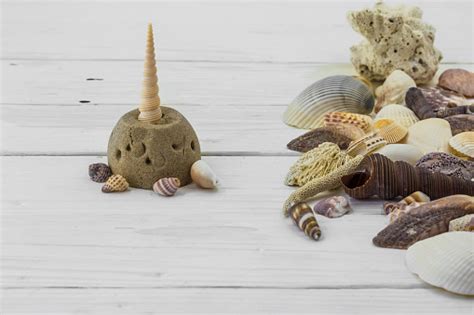 조개 껍질 산호 껍질 불가사리 흰색 배경에 고립 된 다양한 0명에 대한 스톡 사진 및 기타 이미지 0명 개체 그룹 계절 Istock