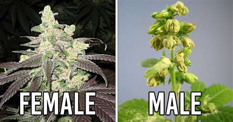 The Ultimate Guide To Sexing Cannabis Plants Before The Flowering Stage