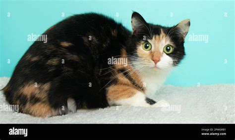 Adorable Short Hair Calico Kitty Cat With Green Eyes Lying Down