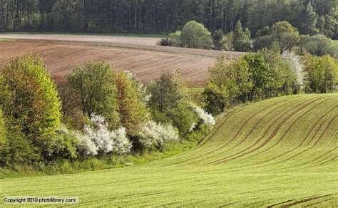 Just What Is A Hedgerow A Few Notes On History Form And Function