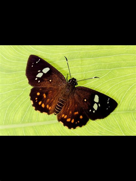 70 Best Butterflies Of Wisconsin Images On Pinterest Wisconsin