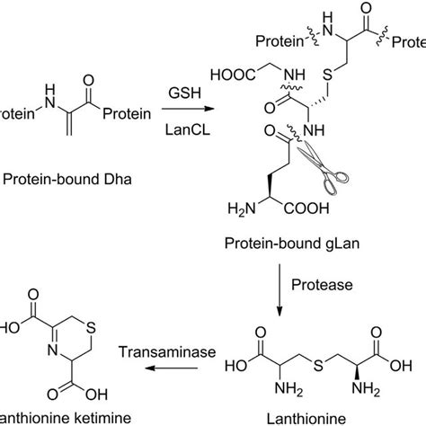 Hplc Analysis Of Pth Lk A Lk Standard After Pitc Derivatization Download Scientific Diagram