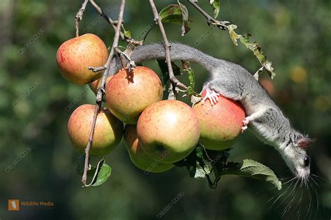 Siebenschläfer Bild Bestellen Naturbilder Bei Wildlife Media