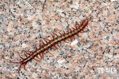 Chinese Red Head Giant Centipede Jungle Centipede Orange Legged