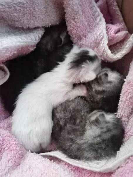 Добрый день Нужна кормящая кошка Найдено 6 котят совсем маленькие