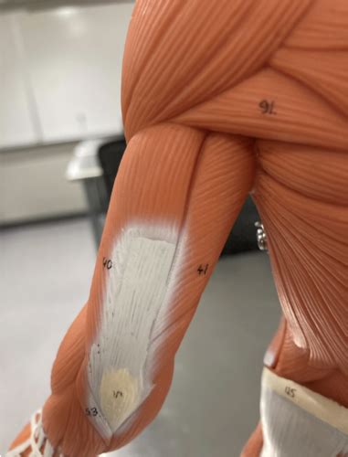 A P Lab Muscles Testable Material Day 1 2 And 3 Flashcards Quizlet
