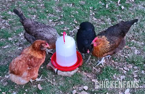 Probiotics For Chickens Benefits Types And Application 2024 Chicken Fans
