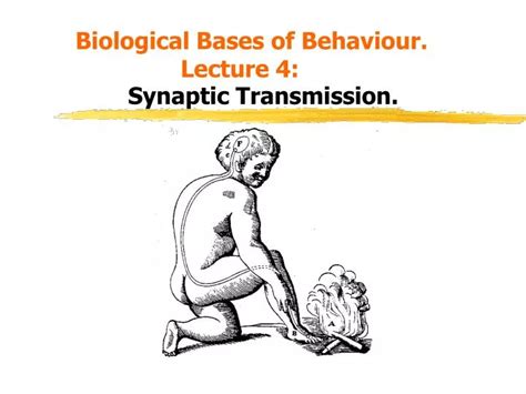 Ppt Biological Bases Of Behaviour Lecture 4 Synaptic Transmission Powerpoint Presentation